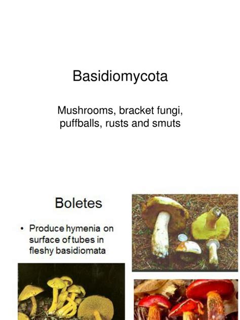 Basidiomycota Pdf Basidiomycota Pdf