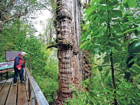 5 000 Year Old Great Grandfather Tree Is Officially The Worlds Oldest