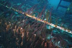 Tristan Da Cunha Ms Oliva Shipwreck