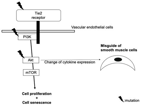 Issva Classification Of Vascular Anomalies And Molecular Biology
