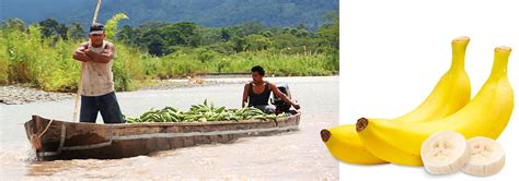 유기농법으로 재배된 과일 Hipp 대한민국