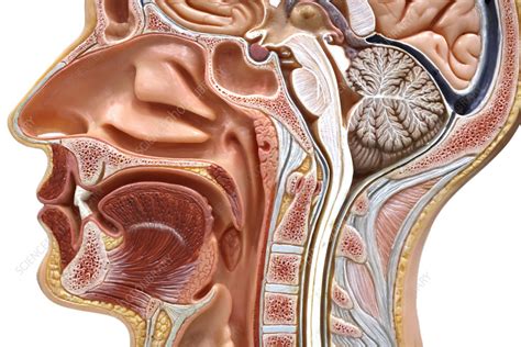 Cross Section Of A Human Head Illustration Stock Image F036 7961 Science Photo Library