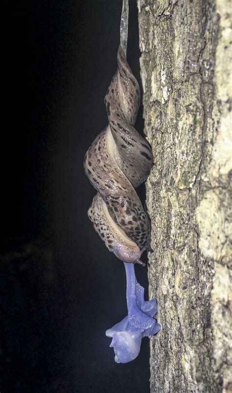 Leopard Slugs Roads End Naturalist