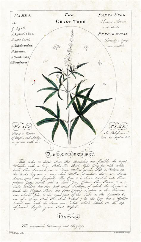 Circle Botanicals Chast Tree Interior Elements