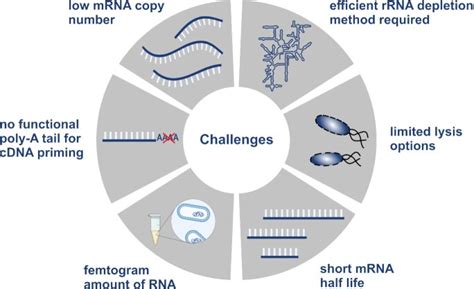 Ushering In A New Era Of Single Cell Transcriptomics In Bacteria Pmc