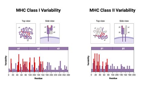 Variability Within Mhc Class I And Class Ii Biorender Science Templates
