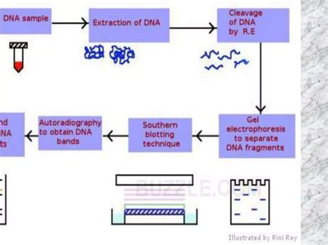 forensic dna profiling ppt