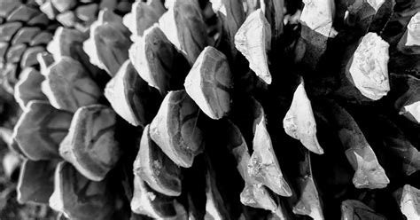 Growth Pattern Are Na