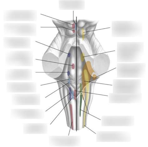 Diagram Of Cranial Nerve Nuclei Quizlet