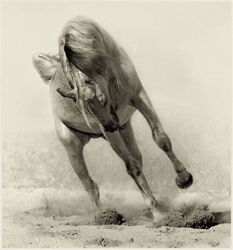 Фотограф Wojtek Kwiatkowski Лошади 60 фото Картины художники фотографы на Nevsepic