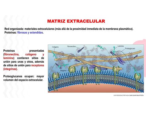 Diagrama De Matriz Extracelular La Célula 2 Matriz Extracelular