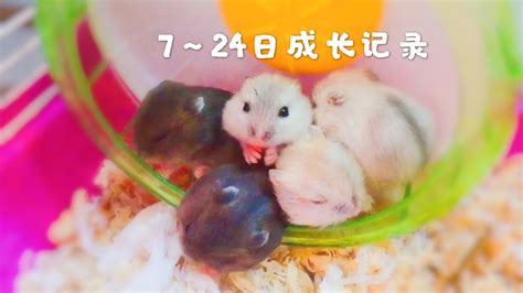 倉鼠系列我家倉鼠寶寶成長記可愛小倉鼠成長記錄724日好可愛 Hamster babies growing from 7 24