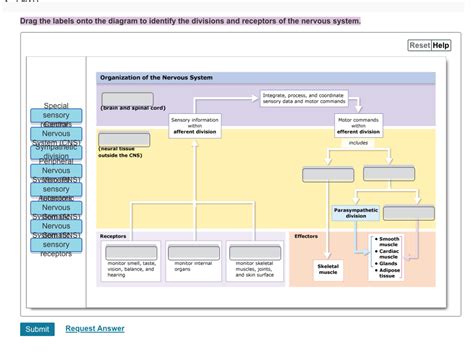 Drag The Labels Onto The Diagram To Identify The Types Of Cell Junctions