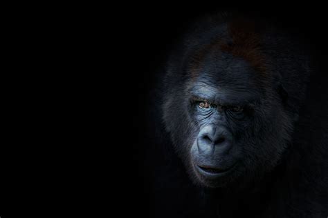 Luxury K Porn Wallpaper Gorilla Wallpaper Hot Sex Picture