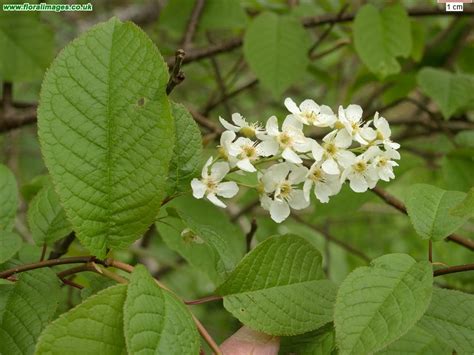 Prunus Padus Picture 2 Of 12