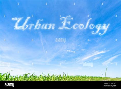 Urban Ecology The Study Of Ecosystems In Urban Environments And Their