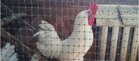 Молодые петухи купить в Тюмени Животные и зоотовары Авито