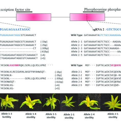 Mutation Pattern And Flower Phenotype According To Sgrna Locus A Download Scientific Diagram