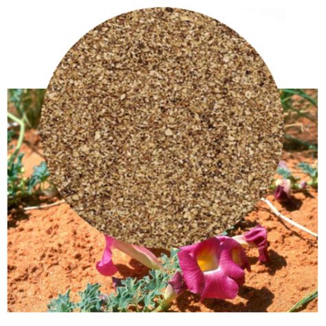 Harpagophytum Procumbens Devils Claw A Herbal Pain Relief Shaman