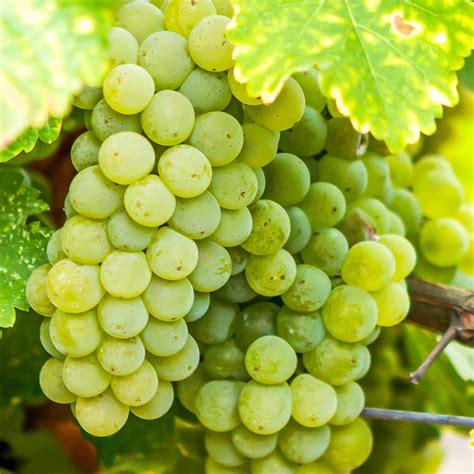 Raisins Sauvignon Blanc The Battle Of Chardonnay Vs Sauvignon Blanc
