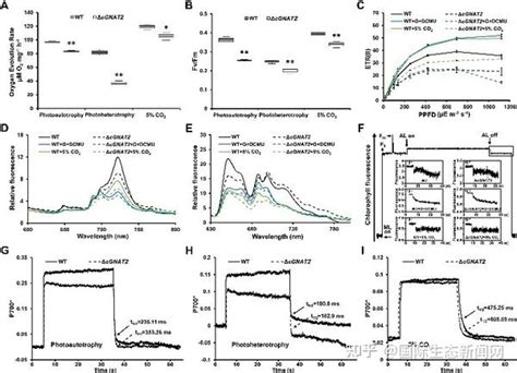 水生所发现蓝细菌中首个乙酰转移酶并揭示其功能和分子作用机制 知乎