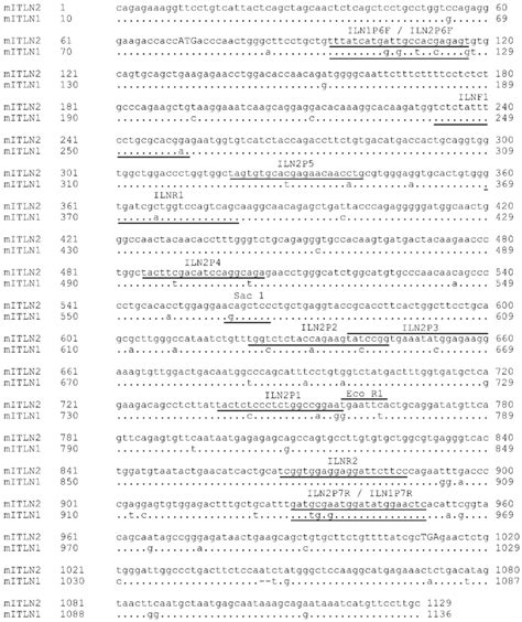 cdna sequence encoding mouse intelectin 2 the cdna sequence obtained
