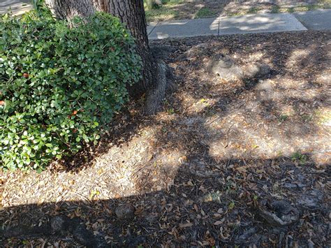 Girdling Roots Causes Signs Correction Prevention Trimworks