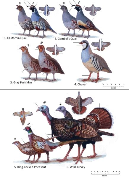 Quail Partridges And Pheasants Of Utah From The Exhibition 2022 Juried