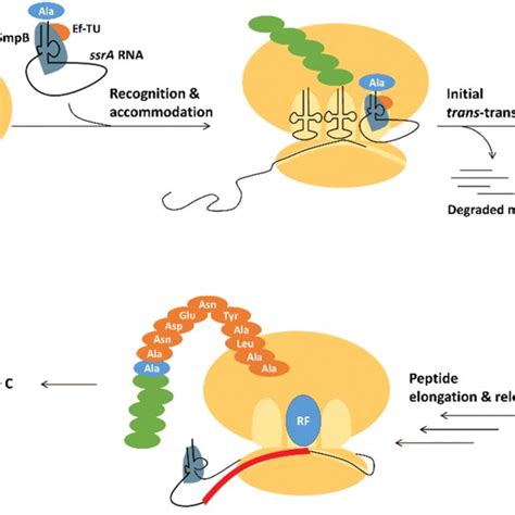 Sequence Information Of The Wild Type And Modified E Coli Ssra Tags