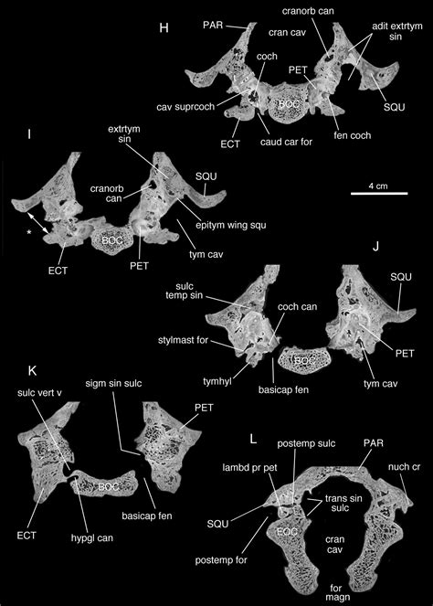 Cranial Morphology And Phylogenetic Relationships Of Trigonostylops