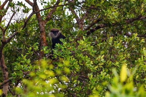 Purple Faced Langur Or Semnopithecus Vetulus On Tree Stock Image Image Of Cute Color 138035725
