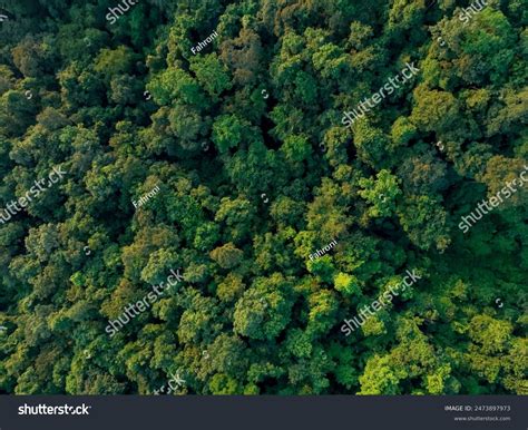 Thousand Leaves Trees Above Royalty Free Images Stock Photos Pictures Shutterstock