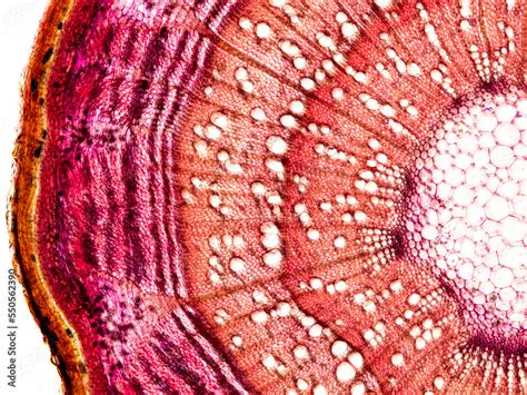 Rose Of Sharon Stem Transversal Section Under The Microscope Optical
