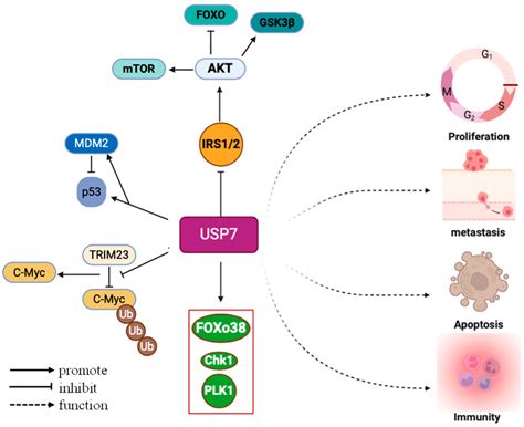 The Role And Mechanism Of Deubiquitinase USP7 In Tumor Associated Inflammation