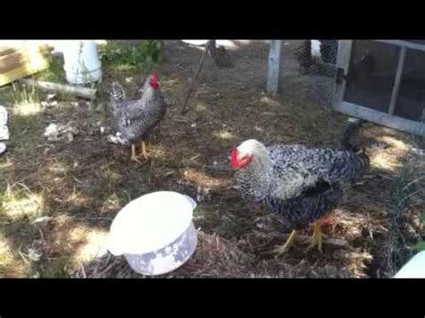 Black Sex Link Rooster Crow YouTube