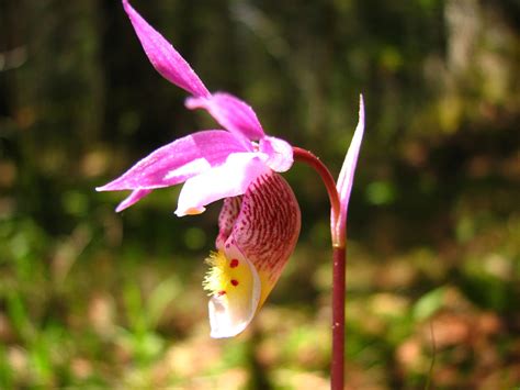 Calypso Orchid Calypso Bulbosa