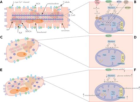 Abs Immature Granulocytes 11 At Bridget Pardo Blog