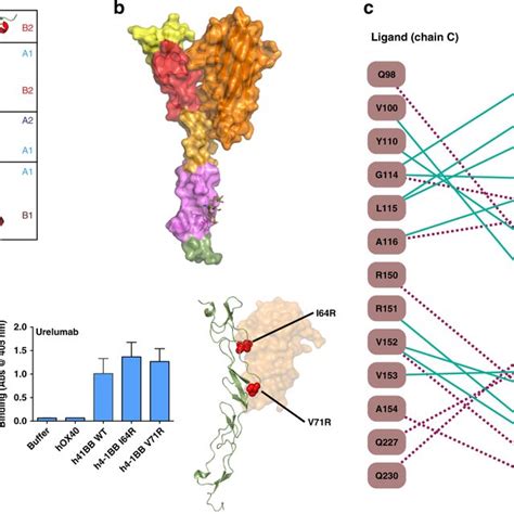 Structure Of The 4 1bb 4 1bbl Complex A Side View Of The 4 1bb 4 1bbl Download Scientific