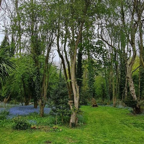 Tree Thinning CG Tree Care