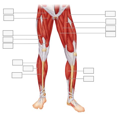 Inferior Anterior Muscles Diagram Quizlet