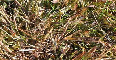 How To Get Rid Of Dead Crabgrass In 11 Ways Lawn Gardeners