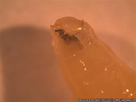 Bactrocera Dorsalis Dacudo [photos] Eppo Global Database
