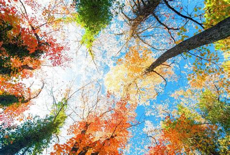 Colorful Trees During Seasons Wallpaper WallpapersOK