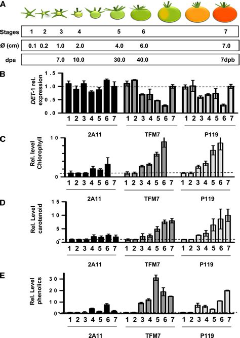 Figure 1 From Integrative Transcript And Metabolite Analysis Of Nutritionally Enhanced De