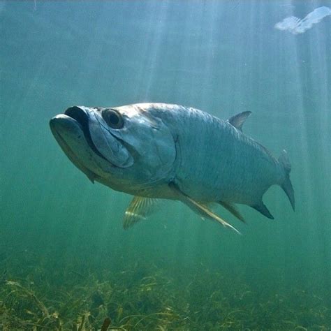 Pin on Amazing Animals