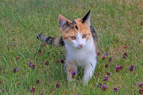 猫 家畜 花园 Pixabay上的免费照片 Pixabay