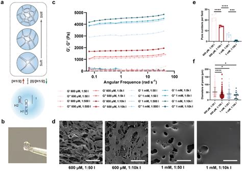 Design And Characterization Of The Programmable Dna Hydrogel A