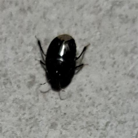 Photo Forget Me Not Shieldbug Sehirus Luctuosus