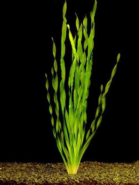 Валлиснерия спиральная Vallisneria spiralis - куст, купить у частного ...