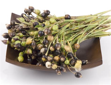 Job's Tears seeds - Coix lacryma-jobi – Garden Seeds Market